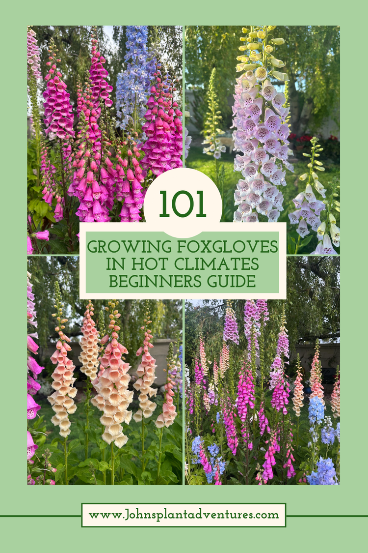 Foxgloves – John's Plant Adventures