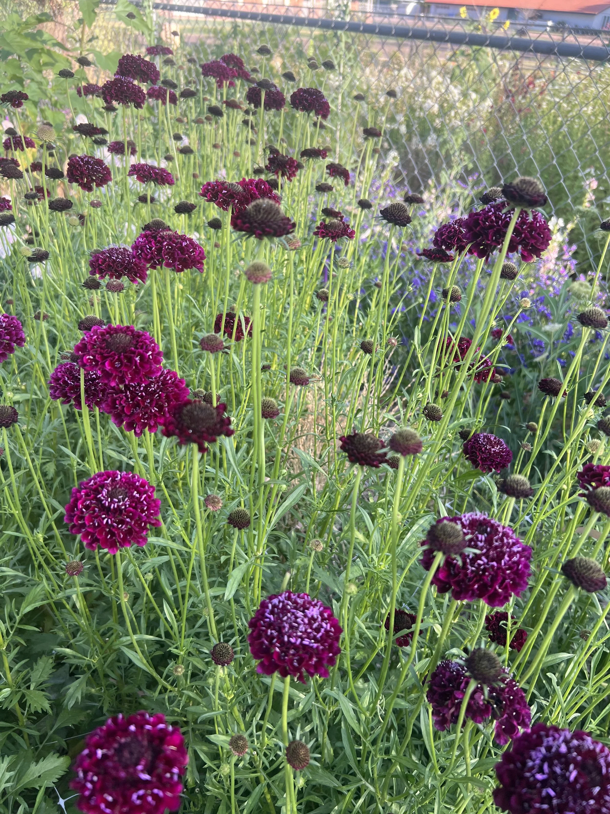 Scabiosa — John's Plant Adventures