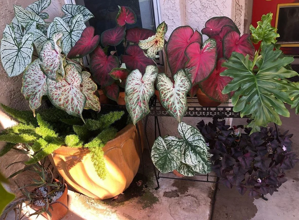 How to grow Caladiums — John's Plant Adventures