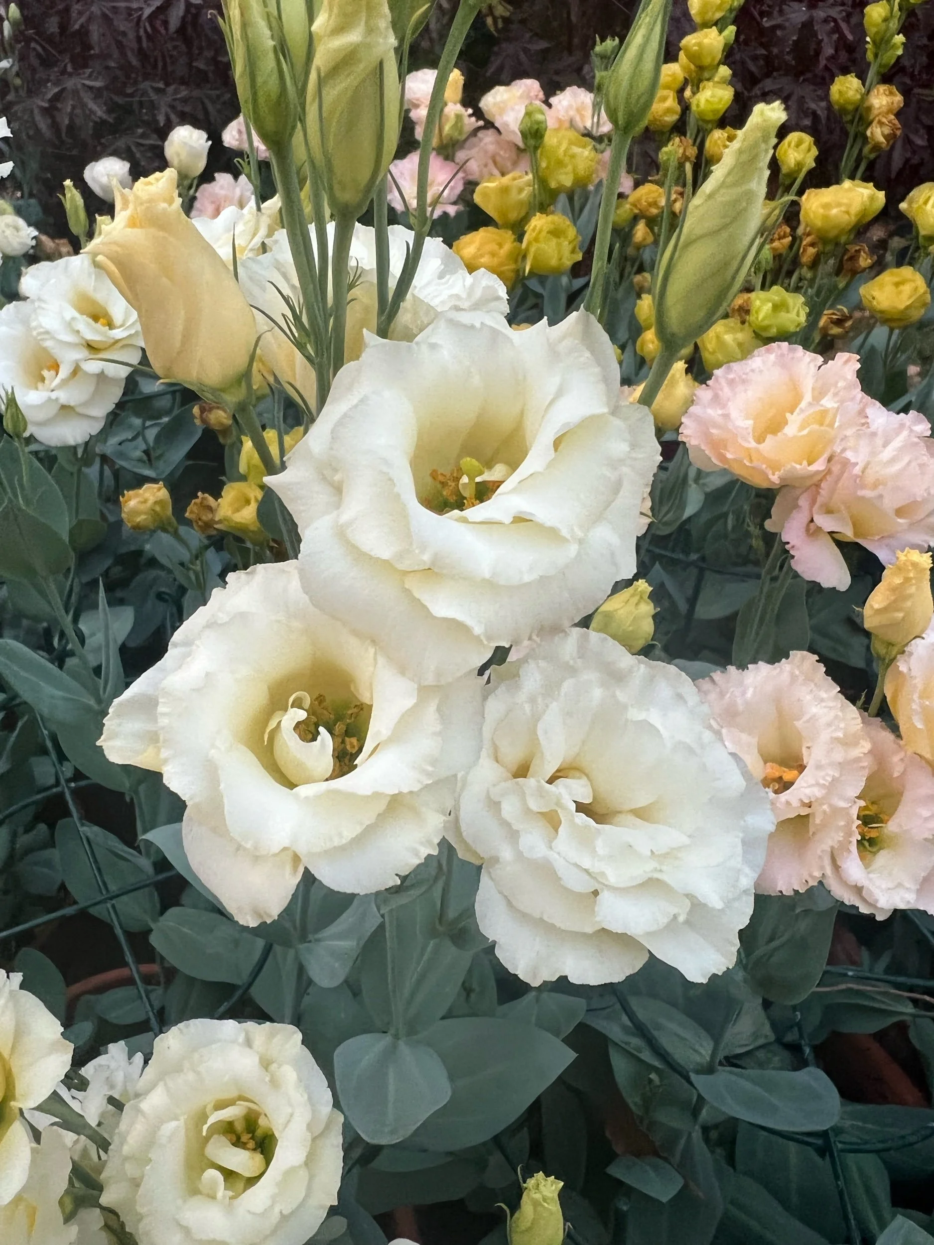 Lisianthus — John's Plant Adventures