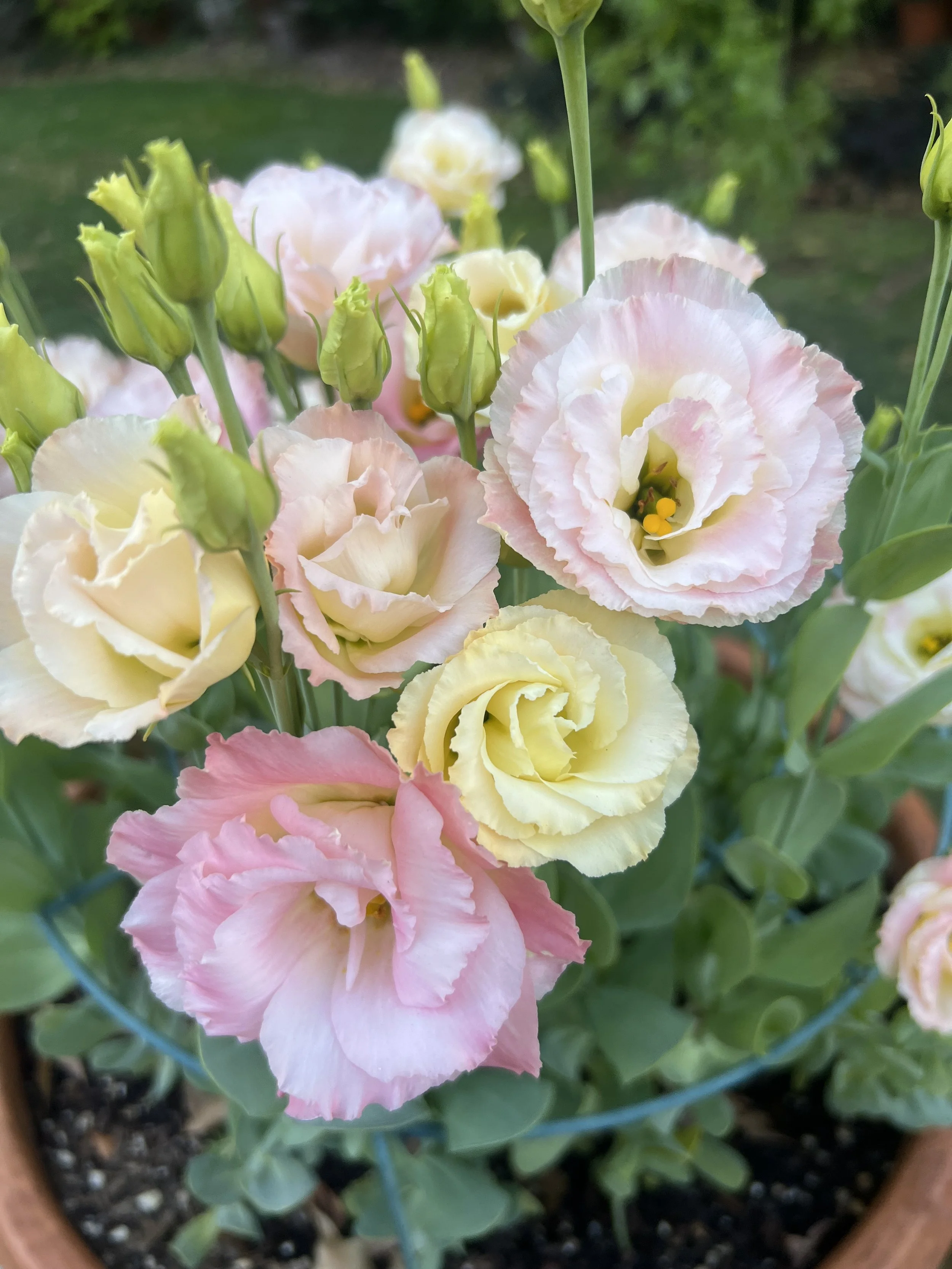 Lisianthus — John's Plant Adventures