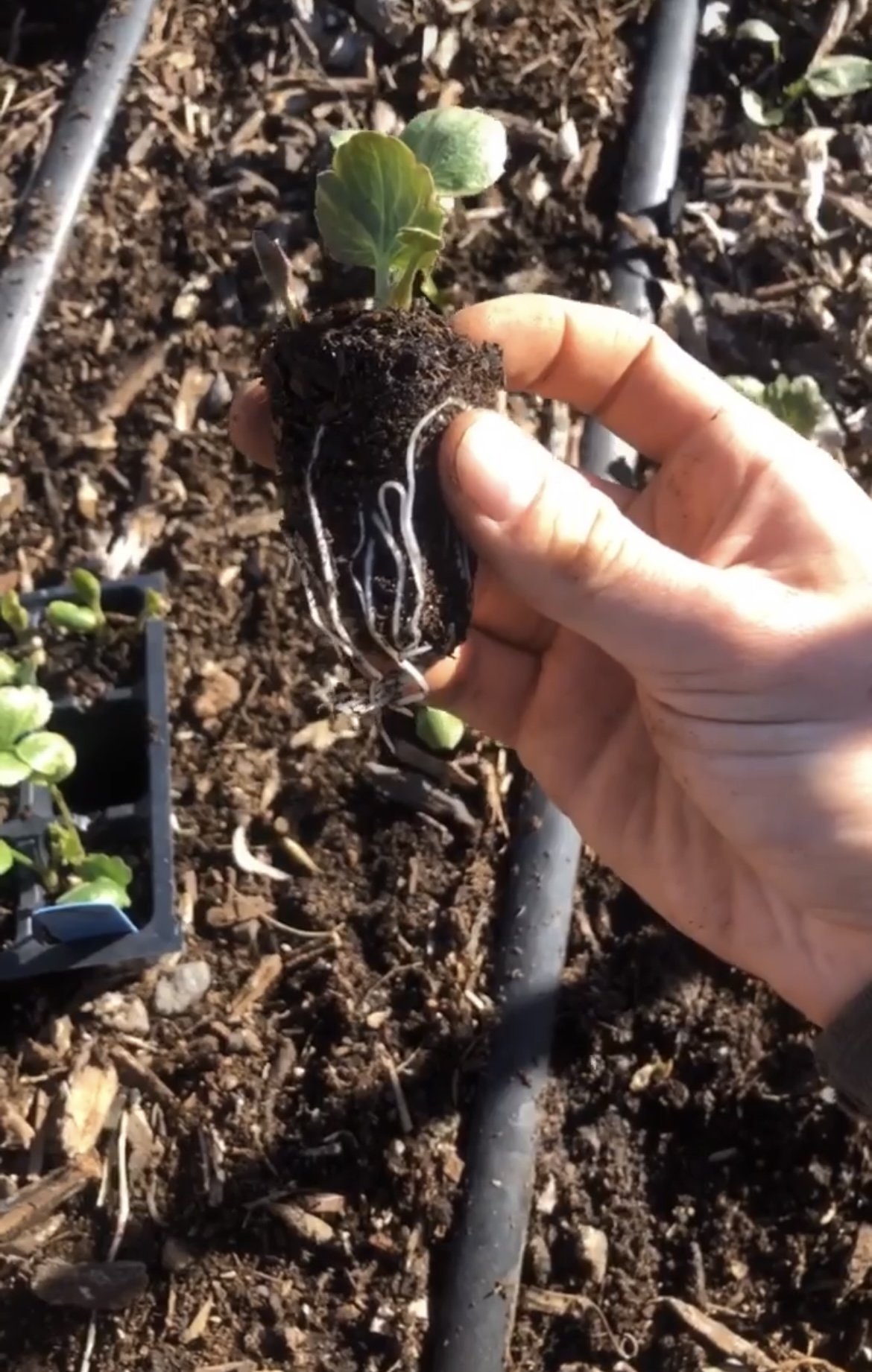 Ranunculus & Anemones: Your Guide To Pre-Sprouting Corms – John's Plant ...