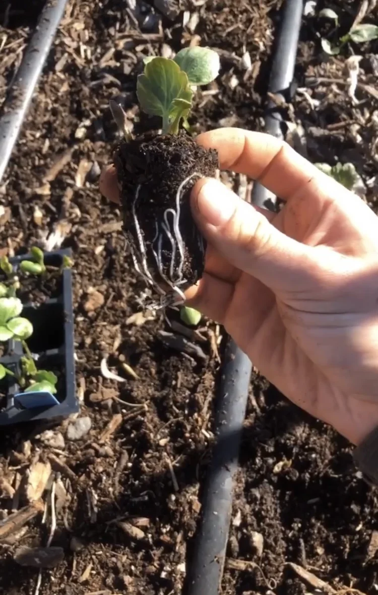 Ranunculus & Anemones: Your Guide To Pre-Sprouting Corms – John's Plant ...