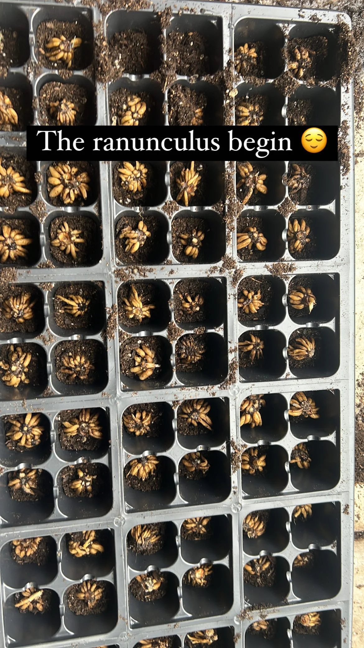 Ranunculus & Anemones: Your Guide To Pre-Sprouting Corms – John's Plant ...