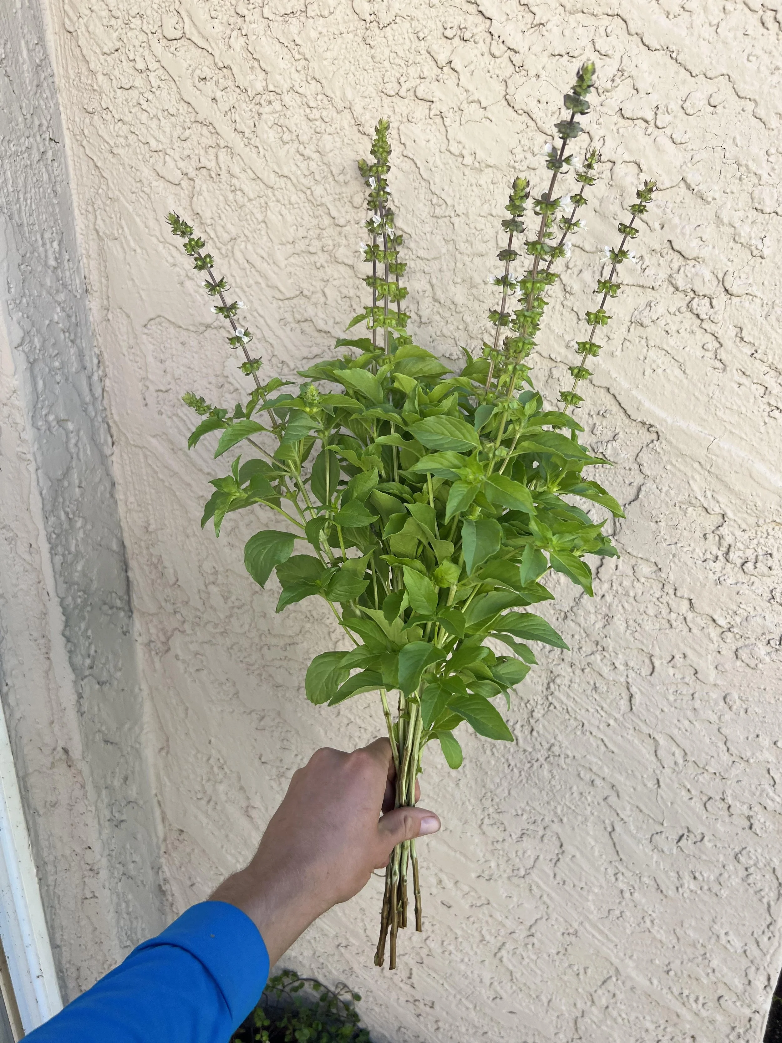 Basil — John's Plant Adventures