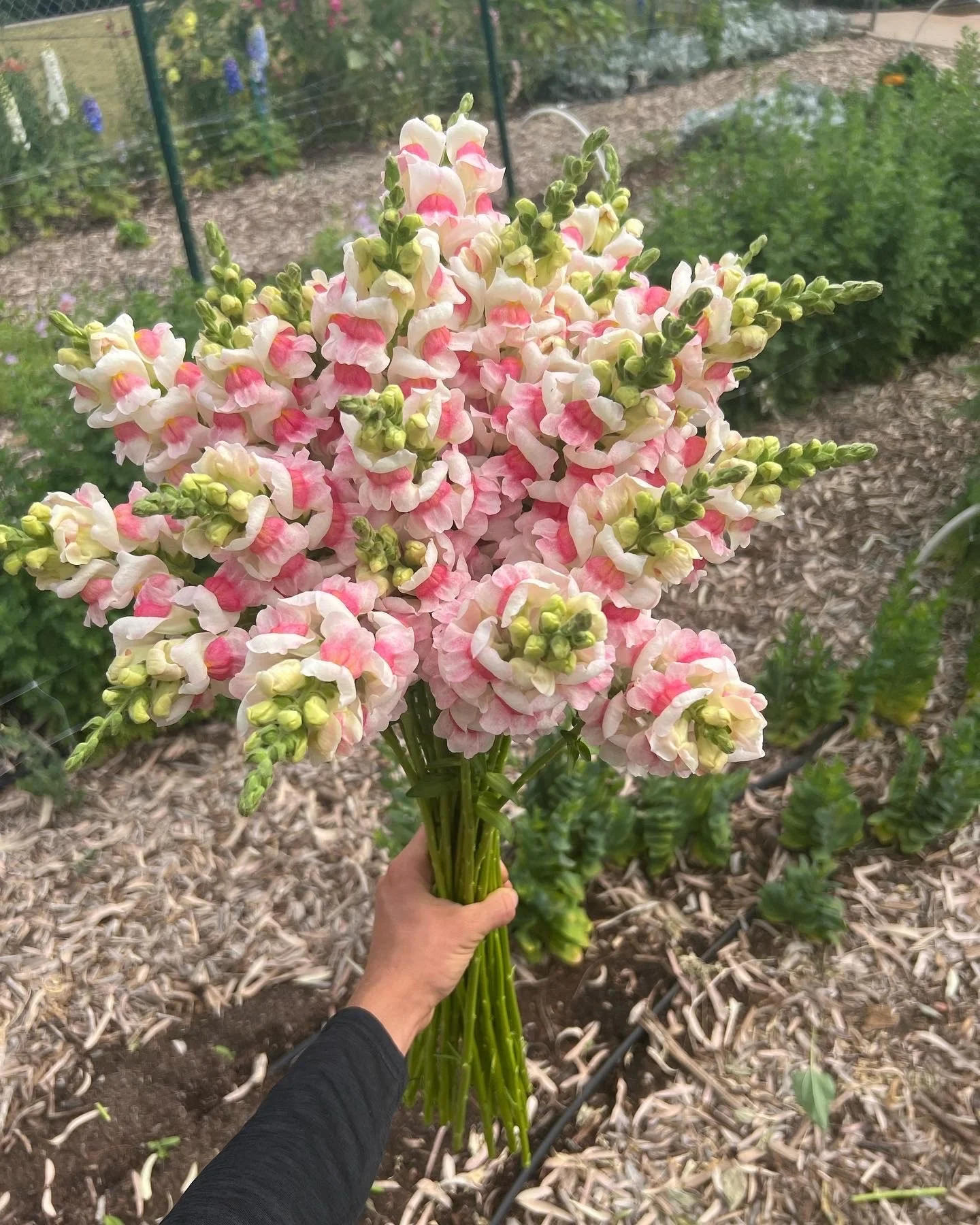 Snapdragons Group 3 & 4 – John's Plant Adventures