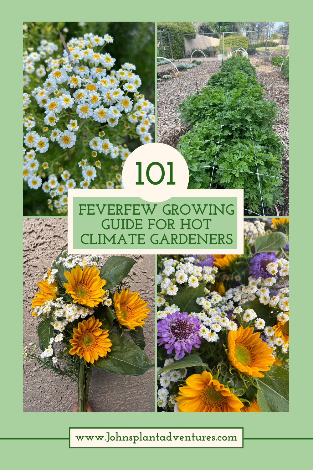 Feverfew – John's Plant Adventures