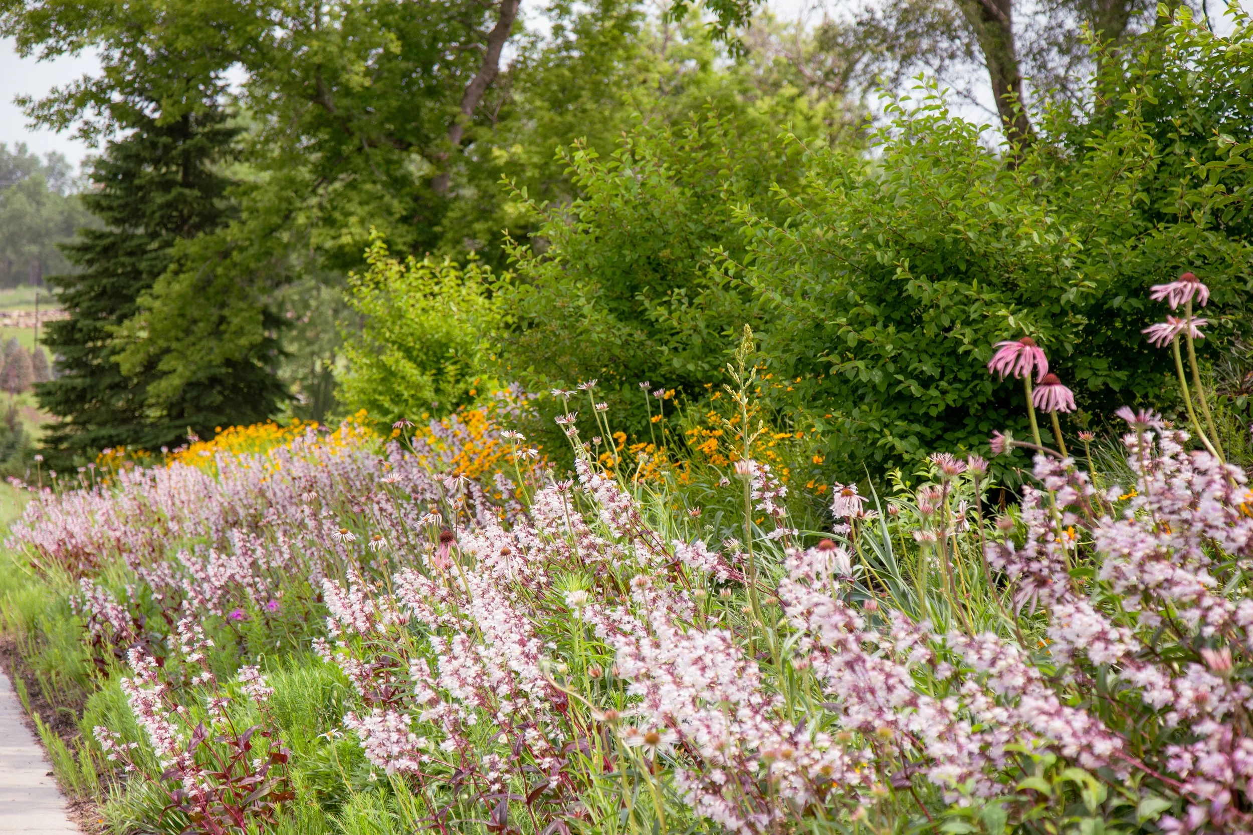 Roadside Meadow — Kelly D. Norris