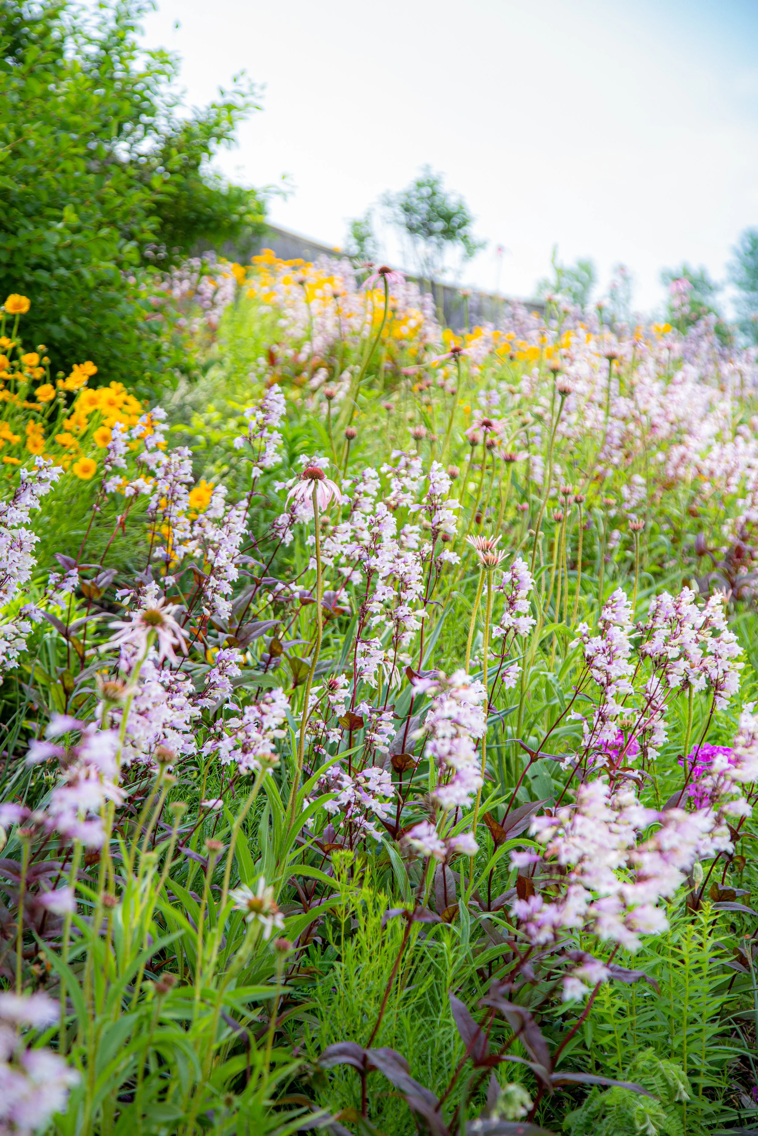 Roadside Meadow — Kelly D. Norris