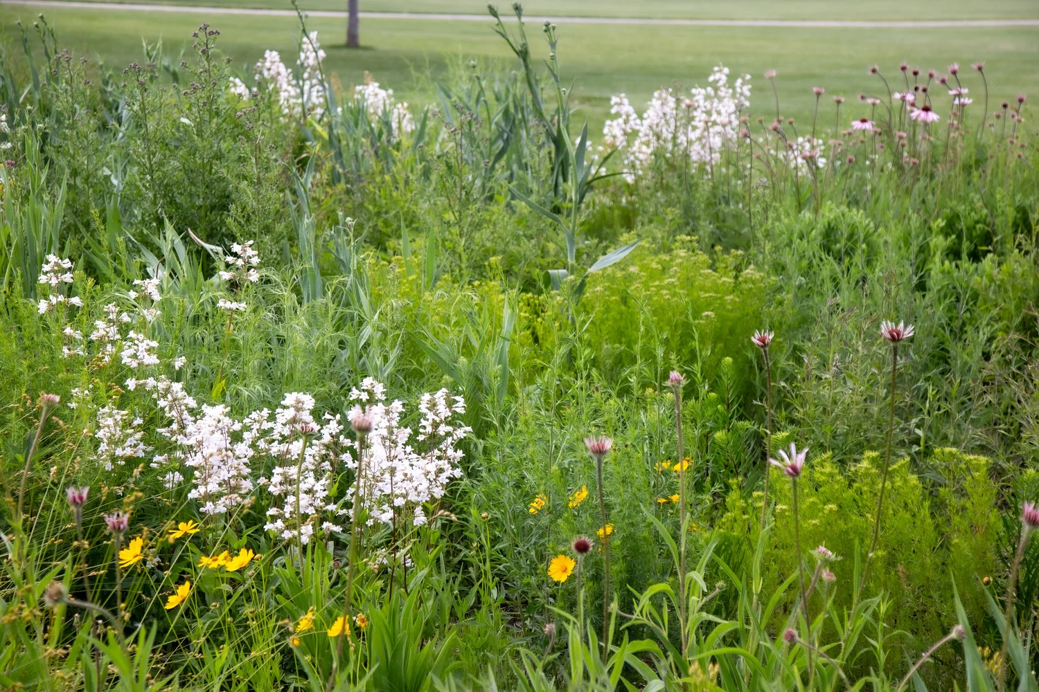 Campus Prairie — Kelly D. Norris