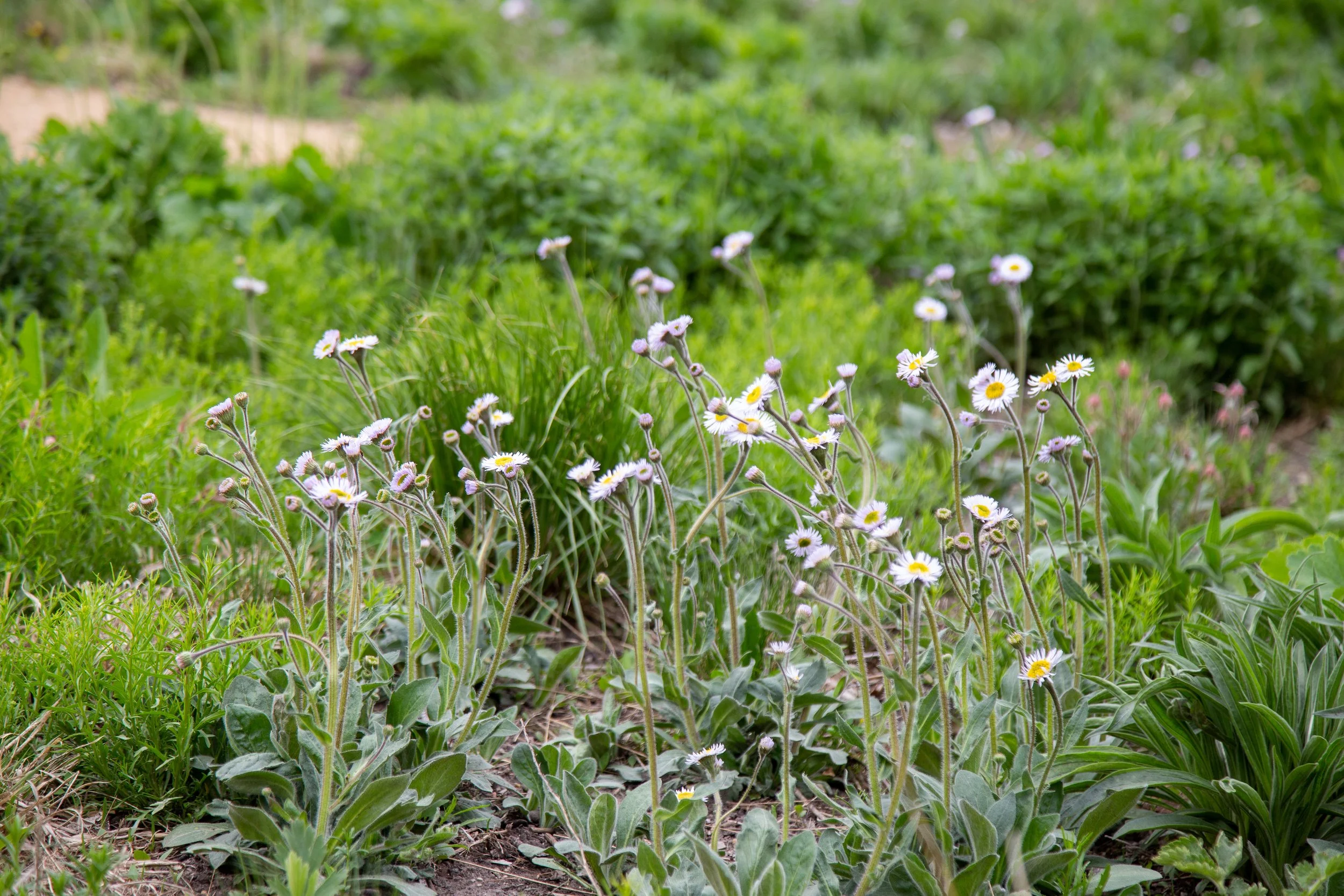 Campus Prairie — Kelly D. Norris