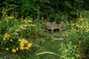 Tree Garden — Kelly D. Norris