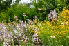 Roadside Meadow — Kelly D. Norris