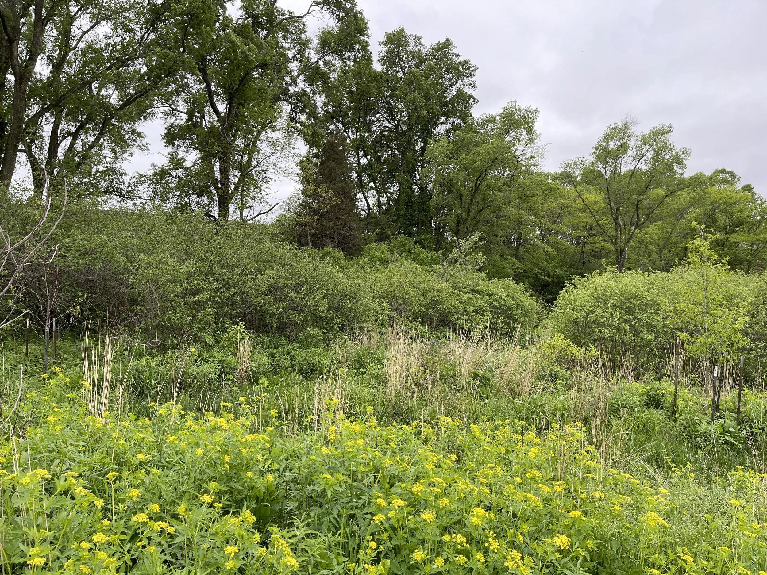Tree Garden — Kelly D. Norris