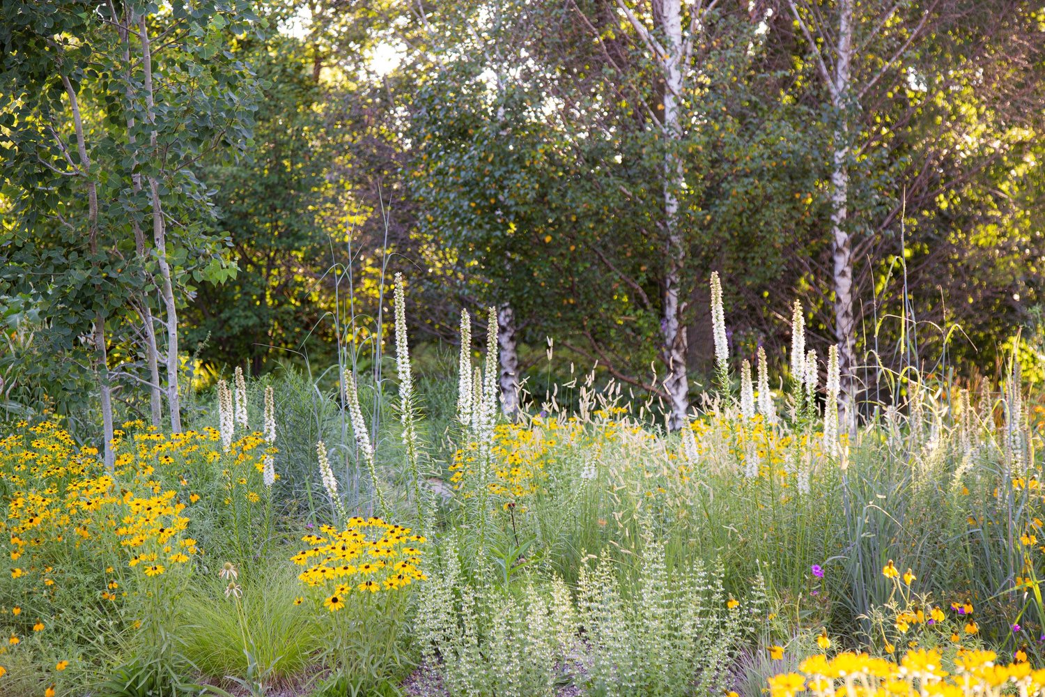 Landscaped Prairie — Kelly D. Norris