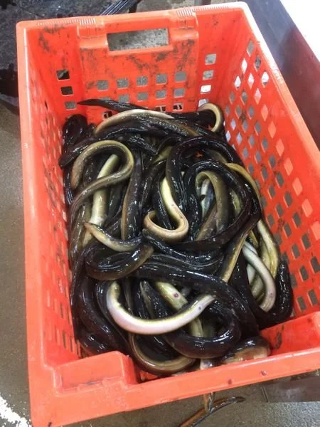 New Page — Phoenix Fisheries: crabs, eels, quahogs, stripers