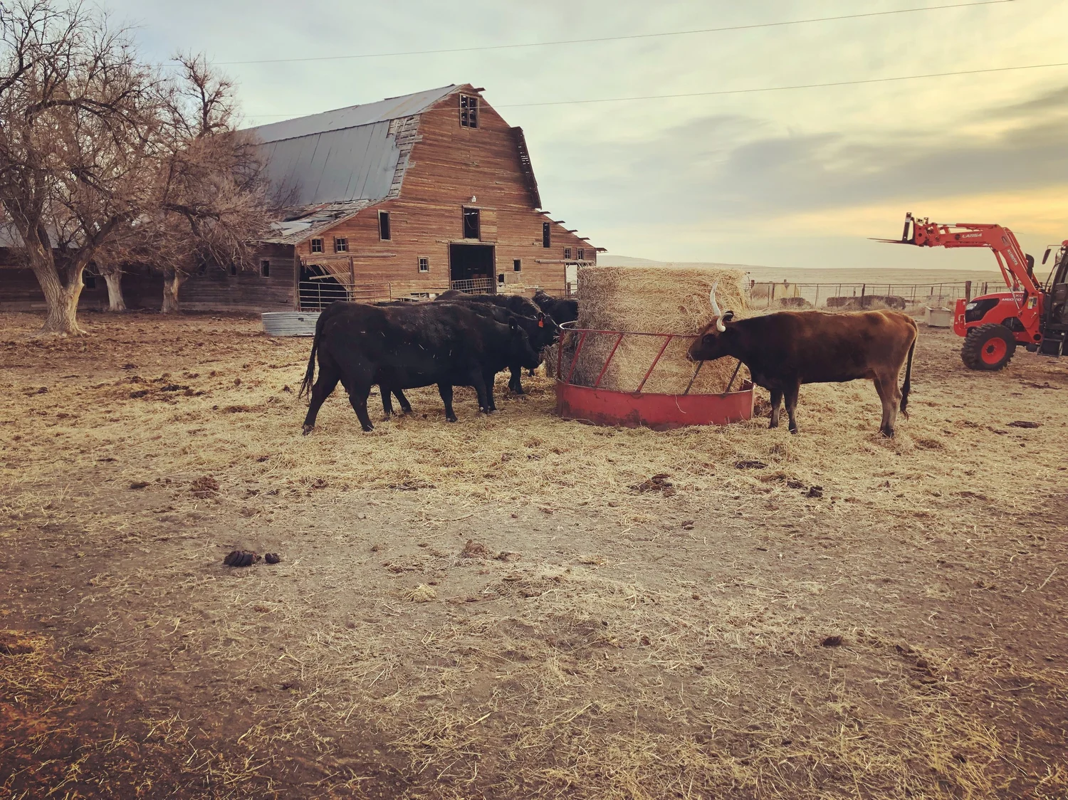 Patterson Pastures | Grass Fed, Grain Finished Beef | Pasture Raised ...