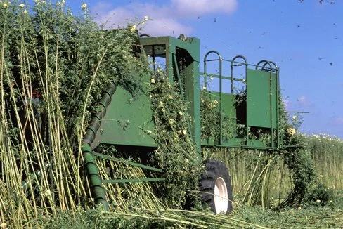 | Kenaf — Green Advantex