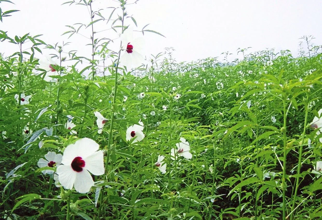 | Kenaf — Green Advantex