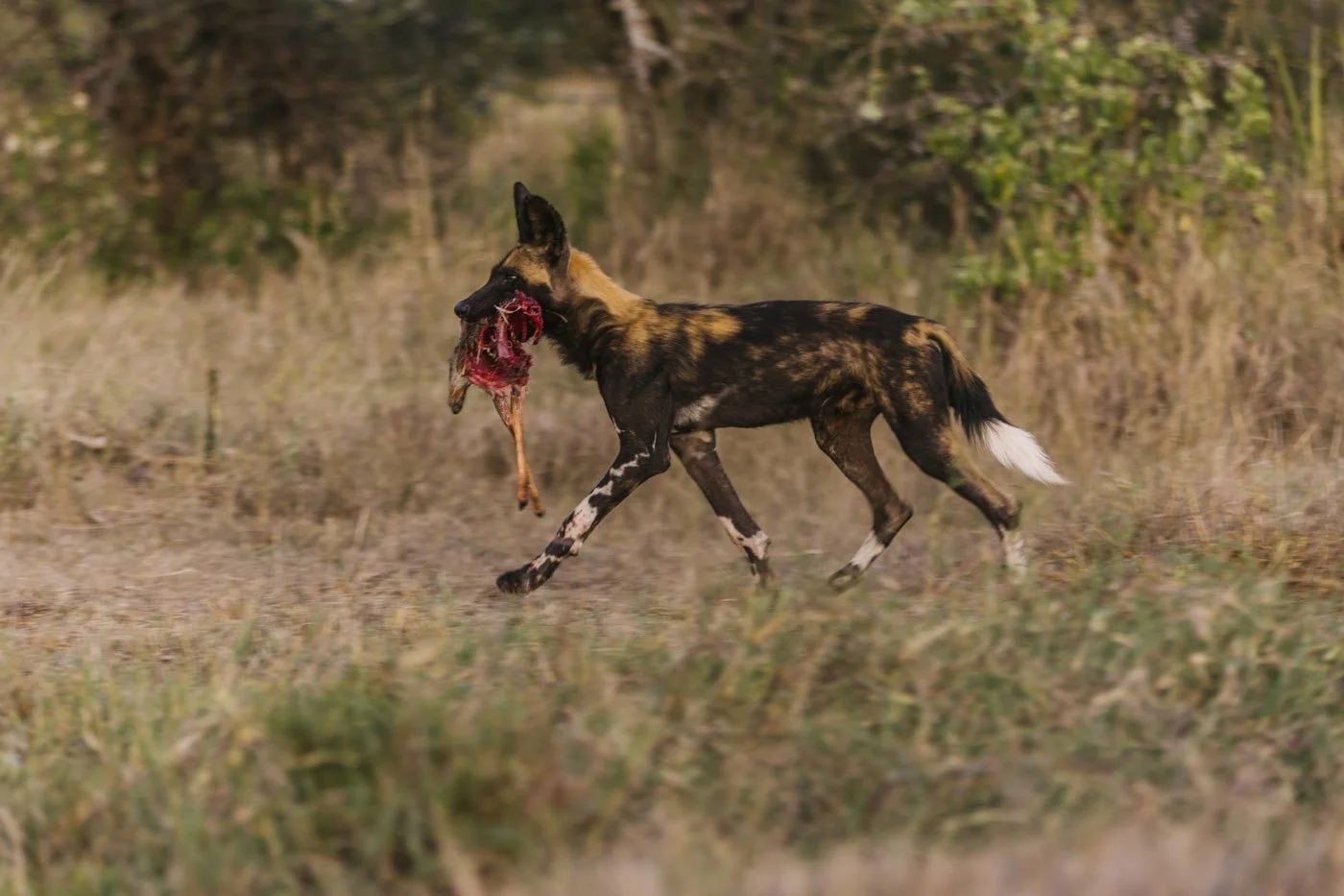 Kenya's Wild Dogs | The Best Boutique African Luxury Safaris