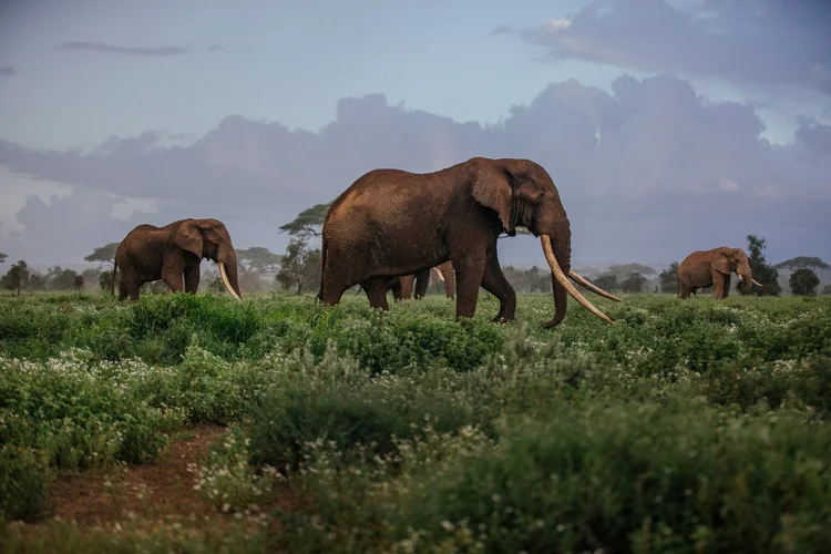 See a Super Tusker Elephant before they are gone. | The Best Boutique ...