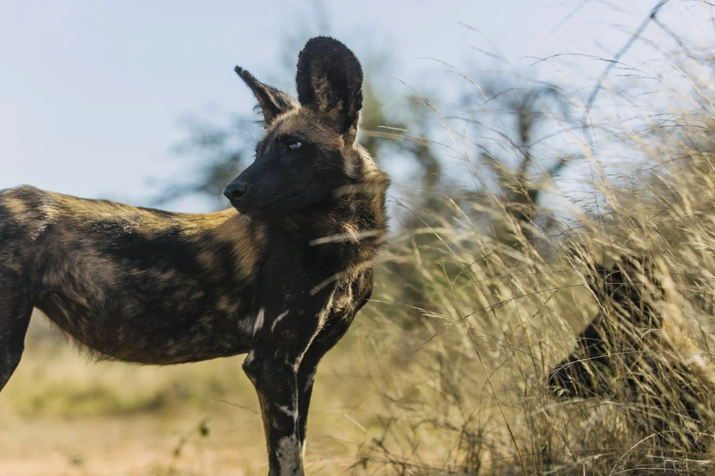 Kenya's Wild Dogs | The Best Boutique African Luxury Safaris