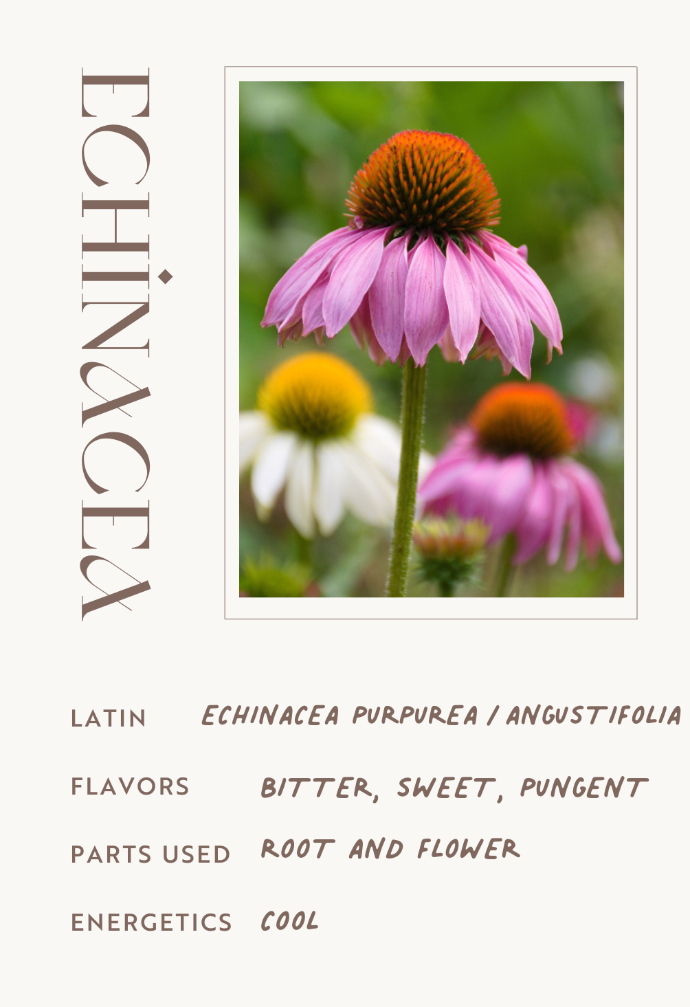 Echinacea — Of the Earth