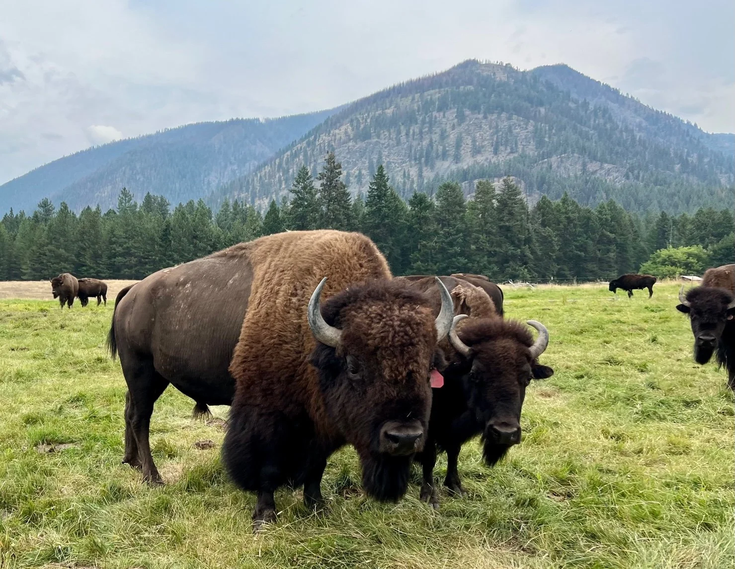 Shop for Montana Bison Meat — Harlow Ranch Bison Co. in NW Montana