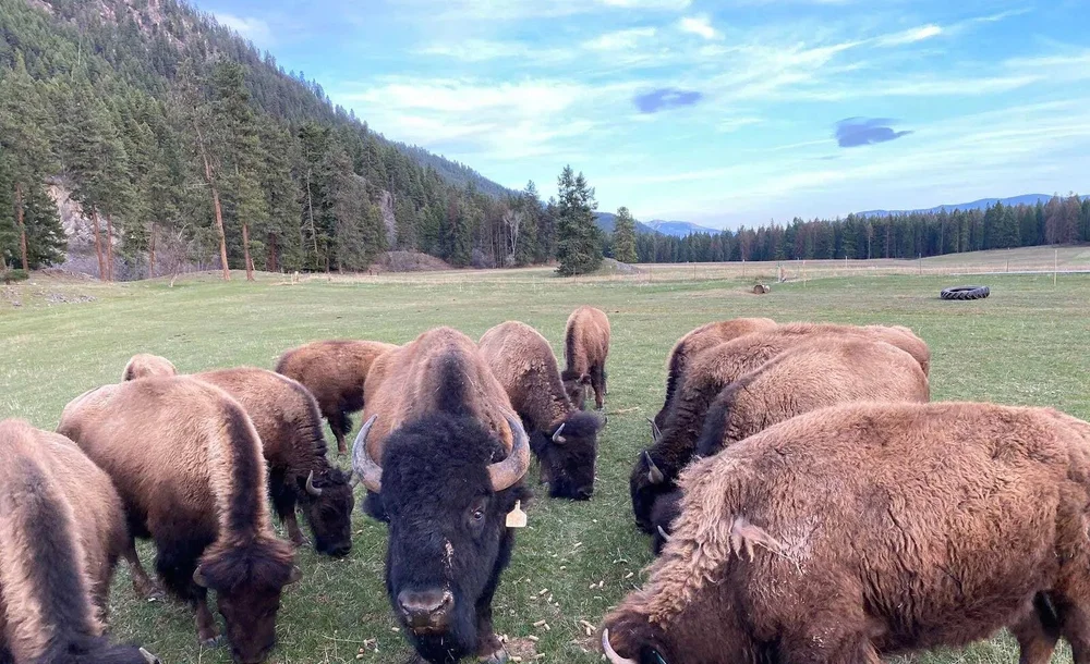 Book A Bison Ranch Tour! — Harlow Ranch Bison Co. in NW Montana