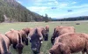 Book A Bison Ranch Tour! — Harlow Ranch Bison Co. in NW Montana