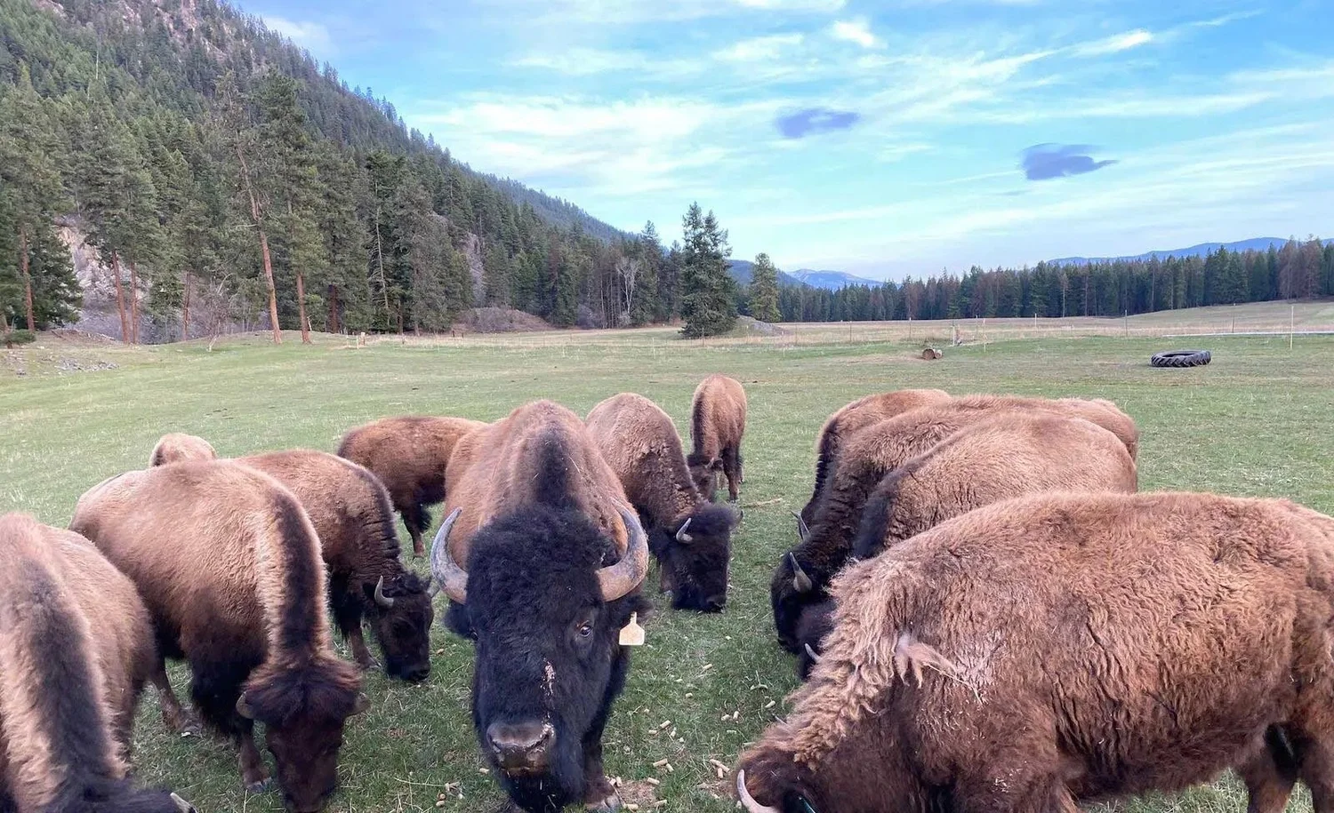 Book A Bison Ranch Tour! — Harlow Ranch Bison Co. in NW Montana