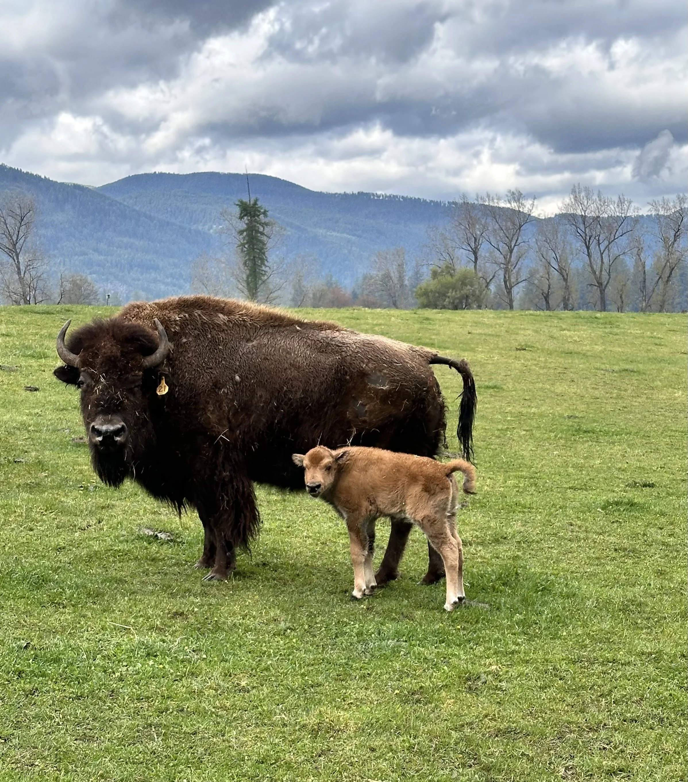 Book A Bison Ranch Tour! — Harlow Ranch Bison Co. in NW Montana