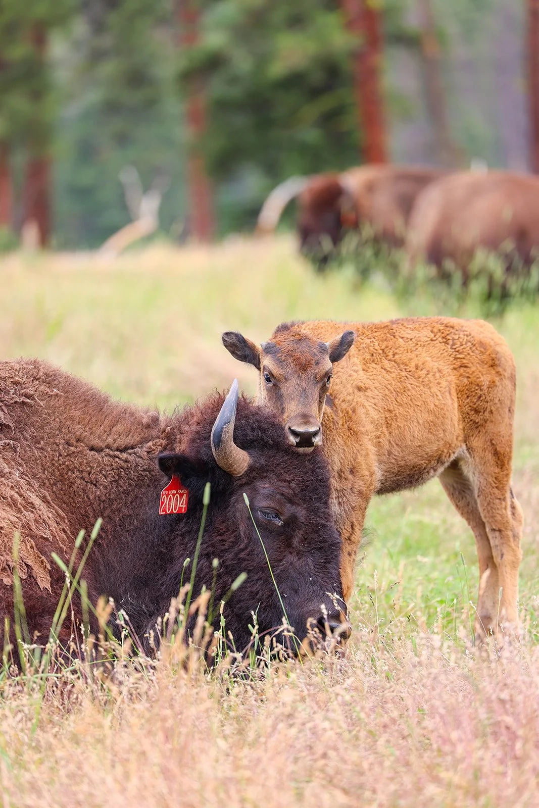 Harlow Ranch Bison Co. in NW Montana