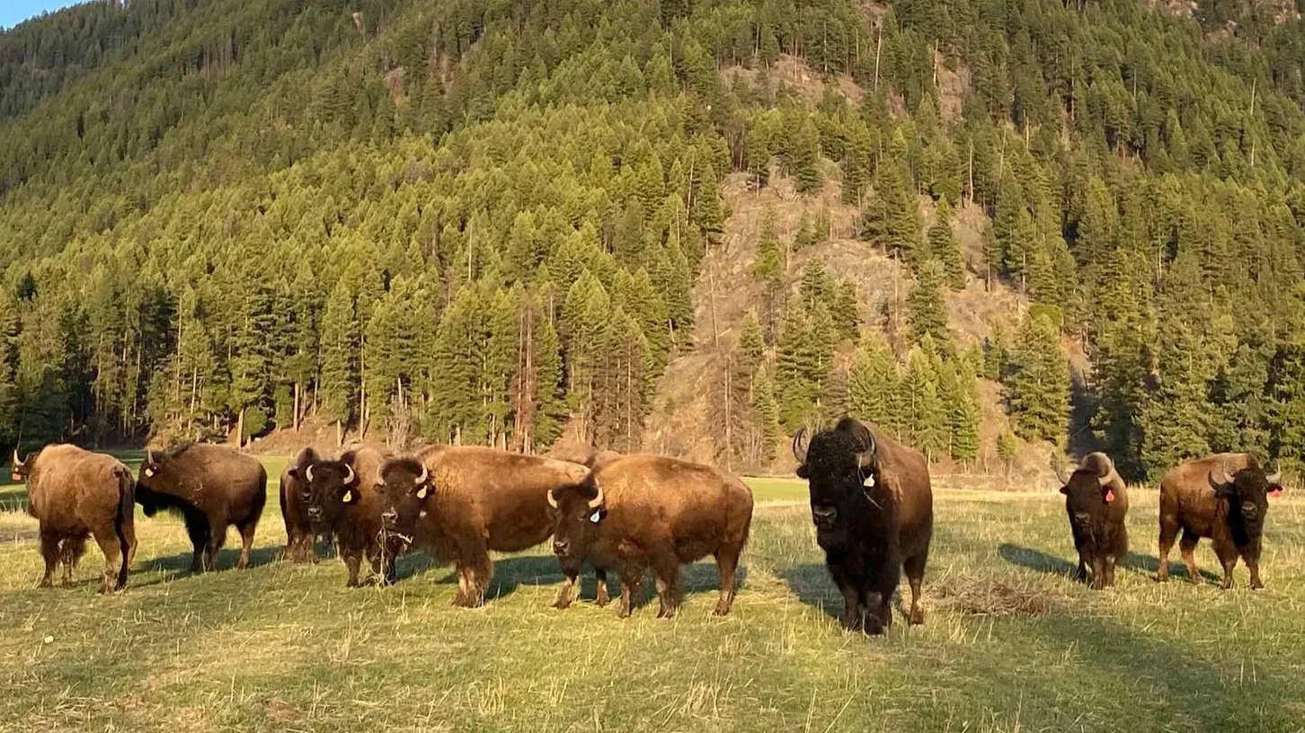 Harlow Ranch Bison Co. in NW Montana
