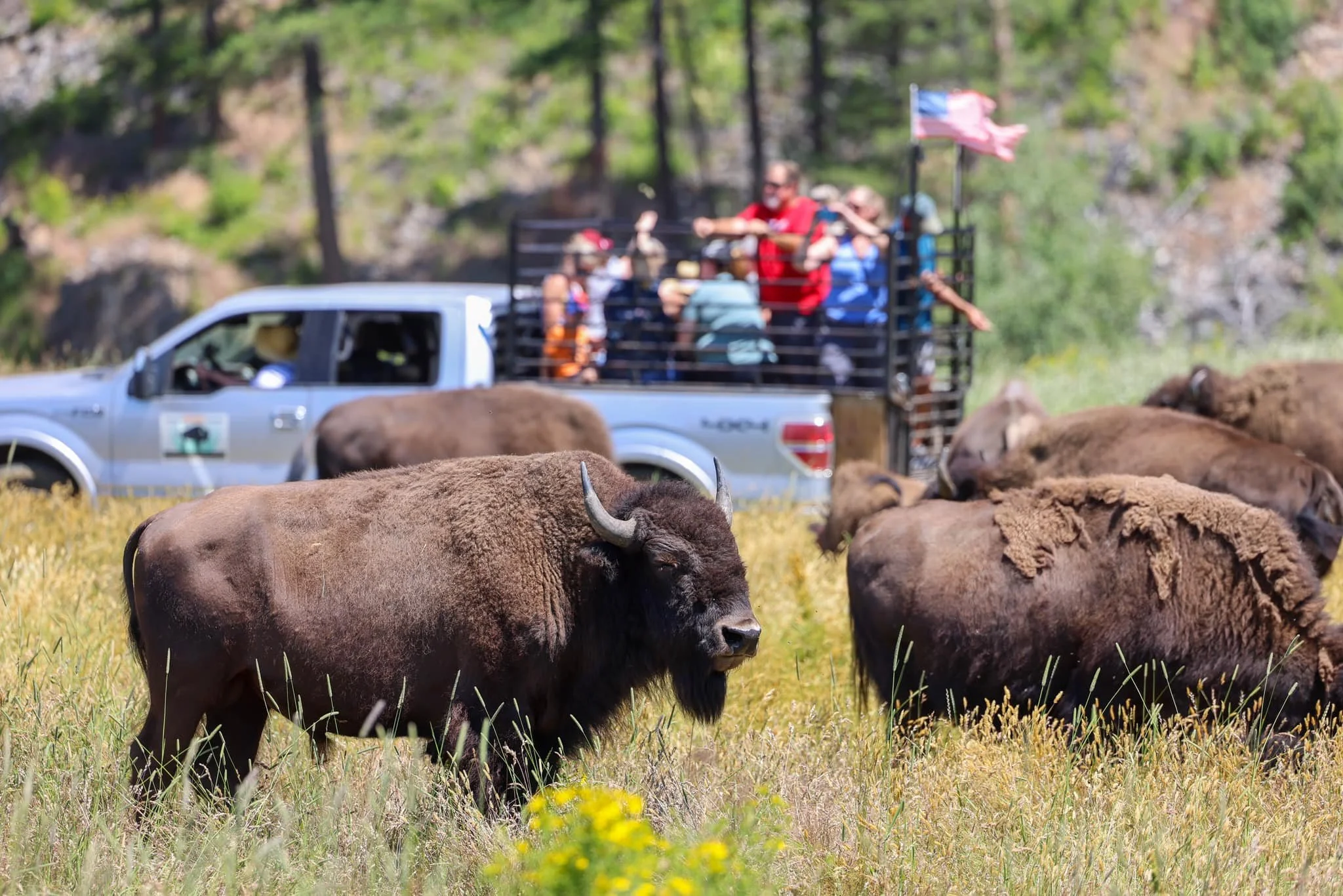 Book A Bison Ranch Tour! — Harlow Ranch Bison Co. in NW Montana