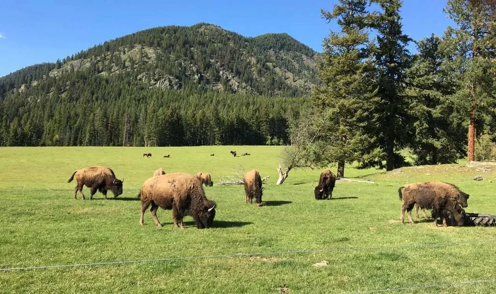Bison Recipes — Harlow Ranch Bison Co. in NW Montana