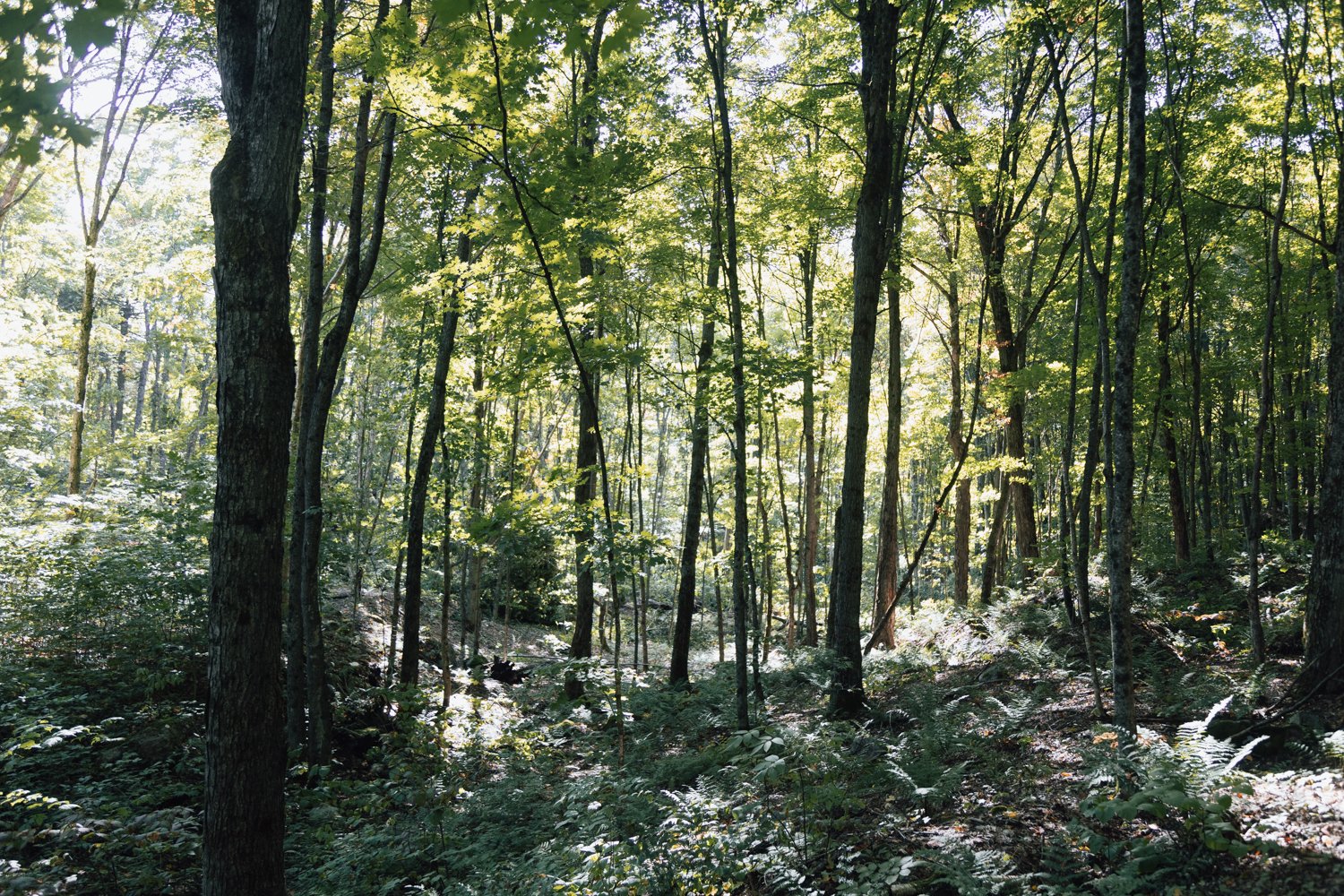 Forestry — The Haliburton Forest Group