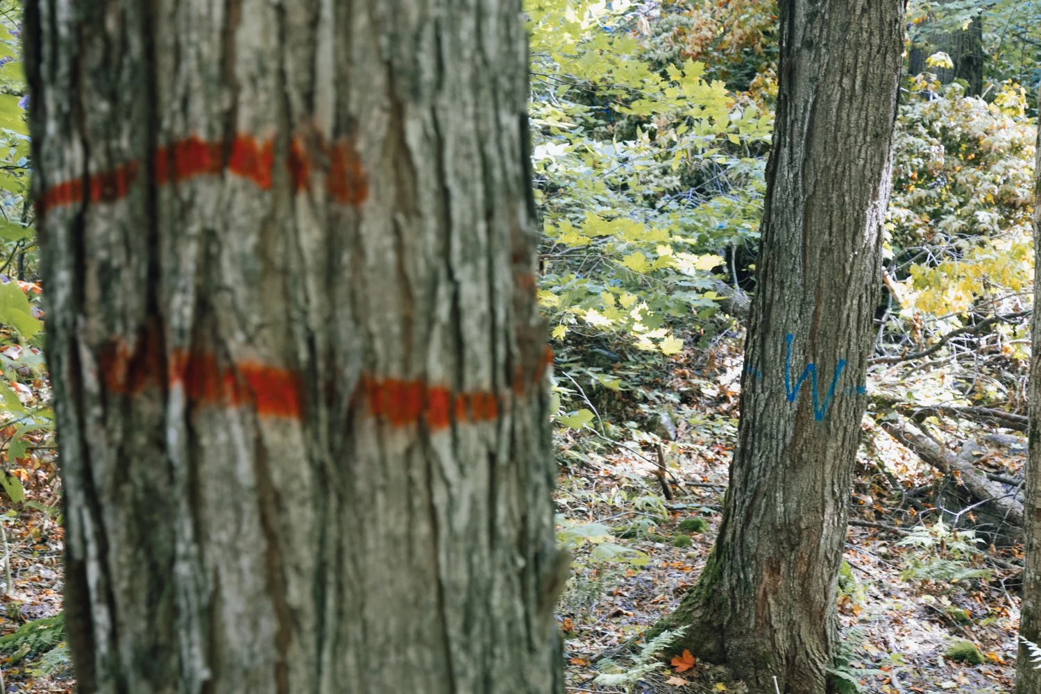Forestry — The Haliburton Forest Group