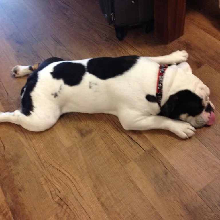 About Seattle Dogs Seattle Trainer Julie Sharp and her dog training ...