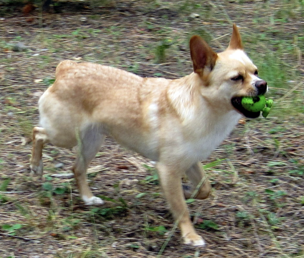 About Seattle Dogs Seattle Trainer Julie Sharp and her dog training ...