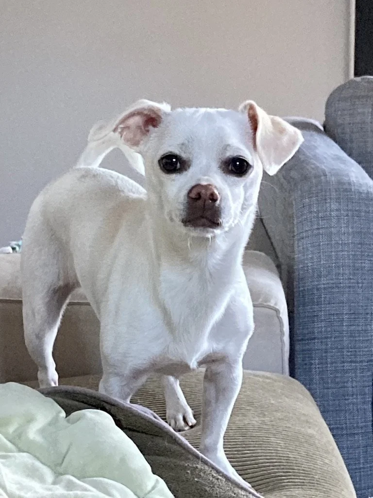 About Seattle Dogs Seattle Trainer Julie Sharp and her dog training ...