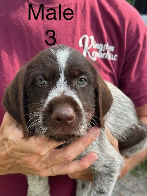 Our Puppies! — Kingdom Kennels