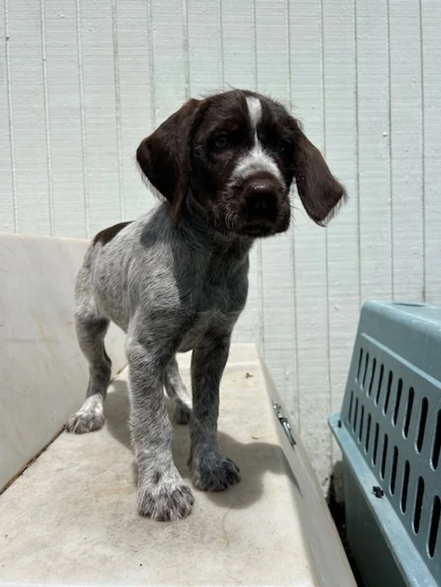 Our Puppies! — Kingdom Kennels