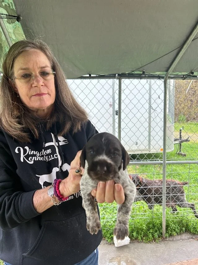 Our Puppies! — Kingdom Kennels