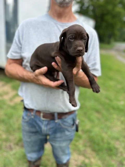Our Puppies! — Kingdom Kennels