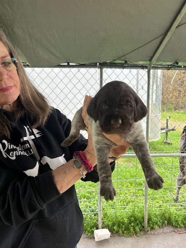 Our Puppies! — Kingdom Kennels