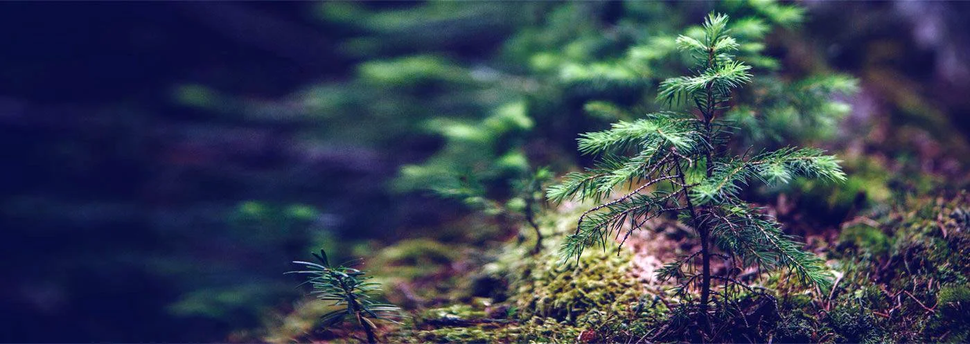 Canadian Kraft Paper, Ltd. — Canadian Kraft Paper, Ltd.