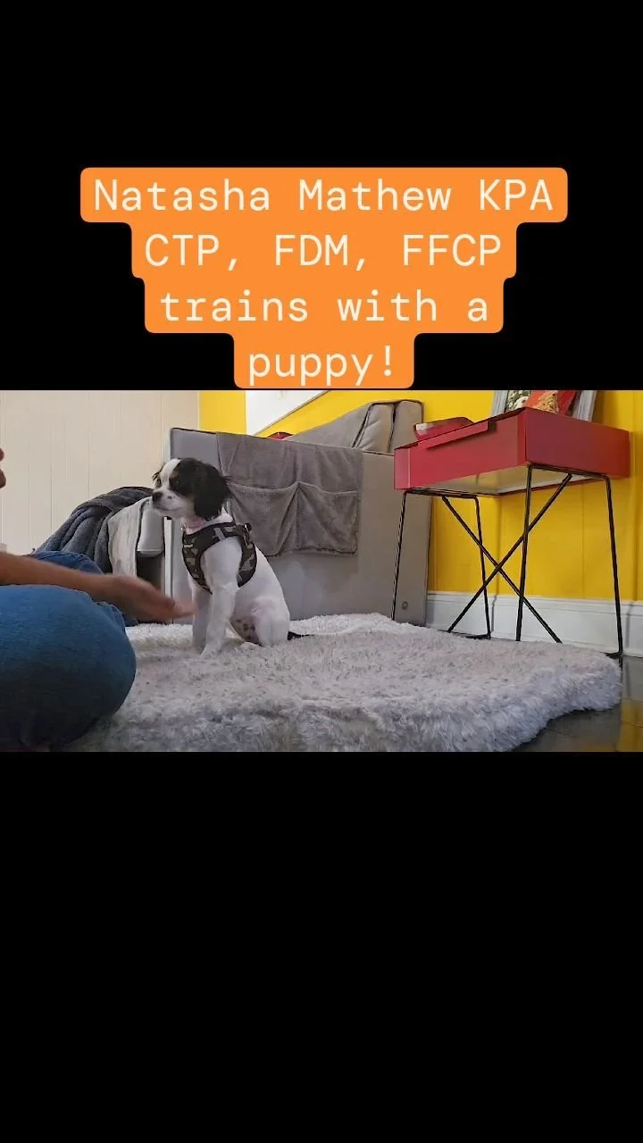 Mindful Methods Companion Coaching