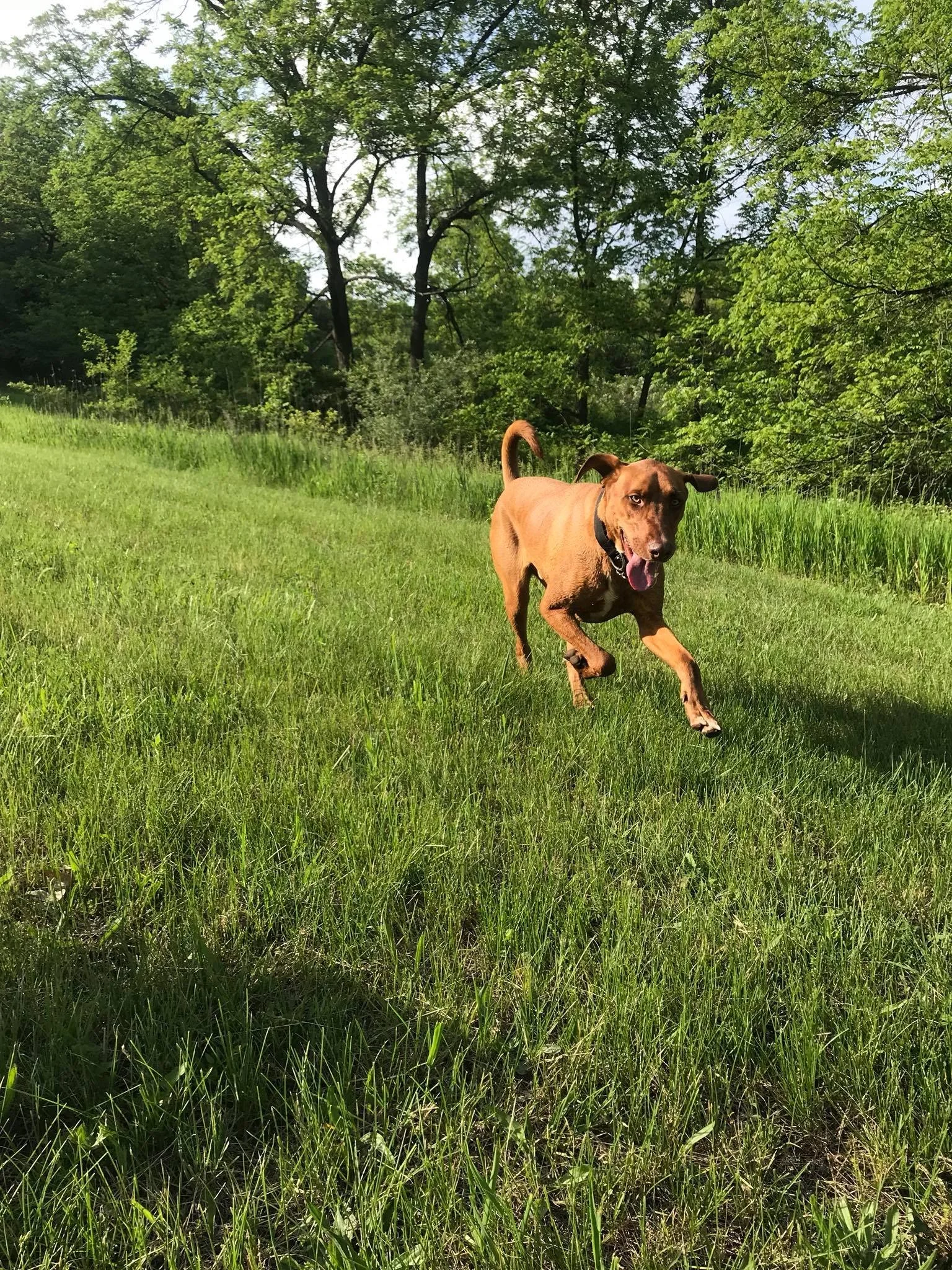 Positive Reinforcement Dog Trainers — Mindful Methods Companion Coaching