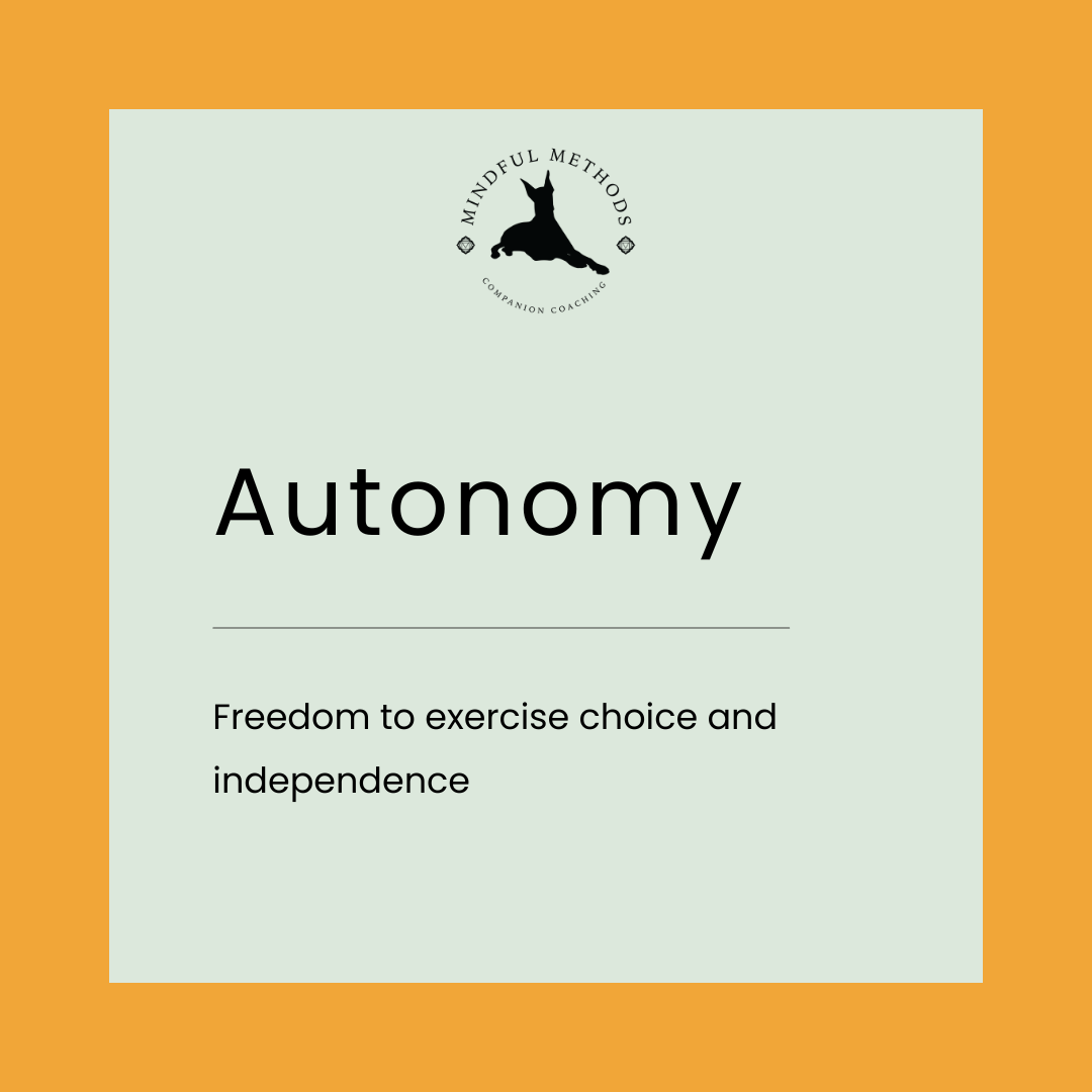Why is My Dog Afraid of Everything? — Mindful Methods Companion Coaching
